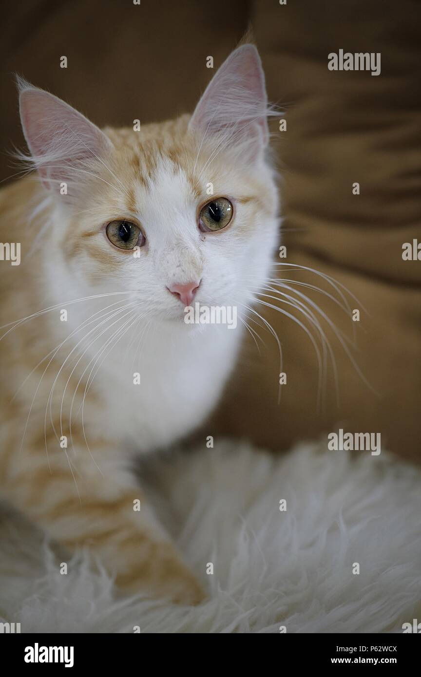 Turkish angora cats hi-res stock photography and images - Alamy
