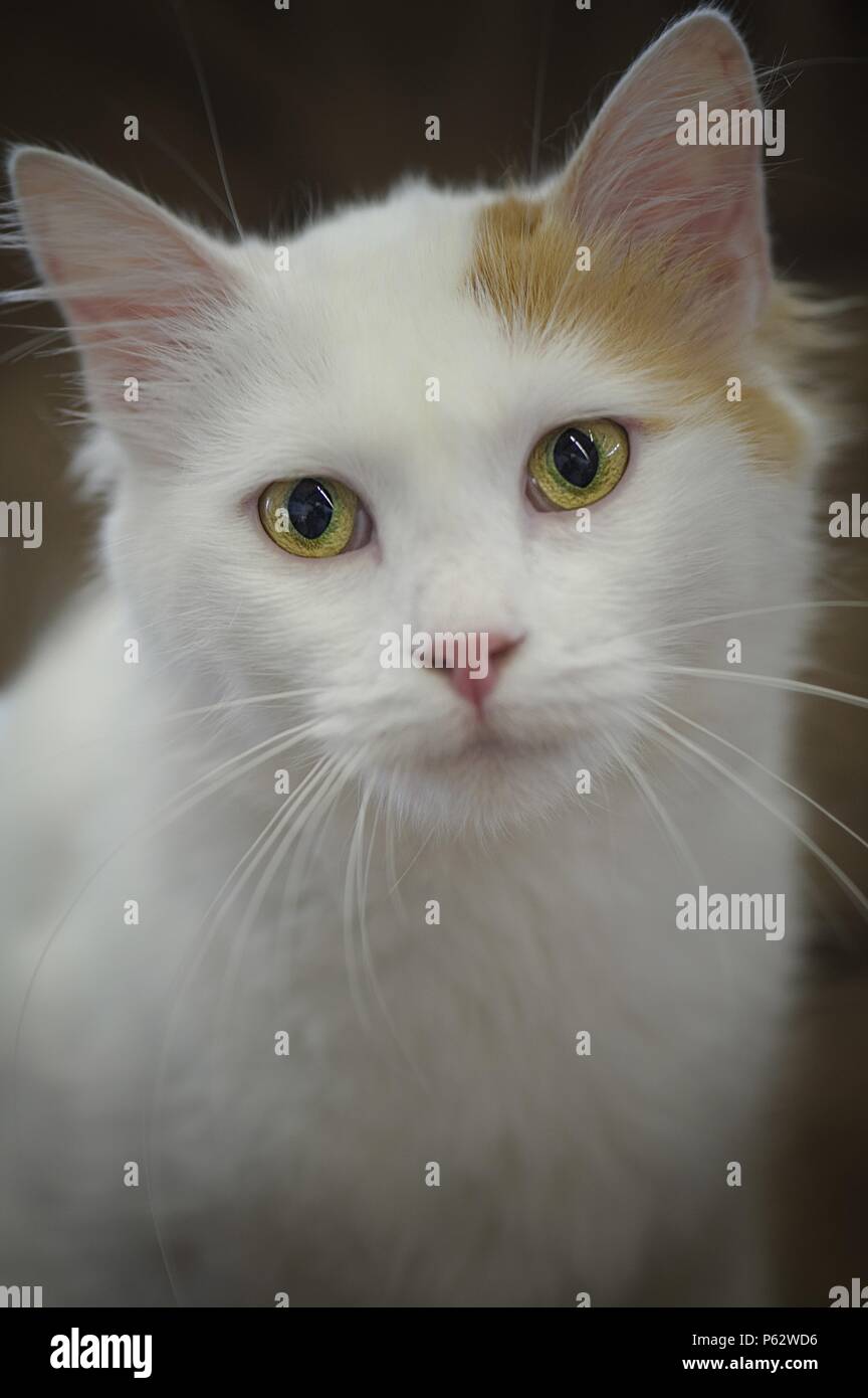 Turkish Van Portrait Stock Photo - Alamy