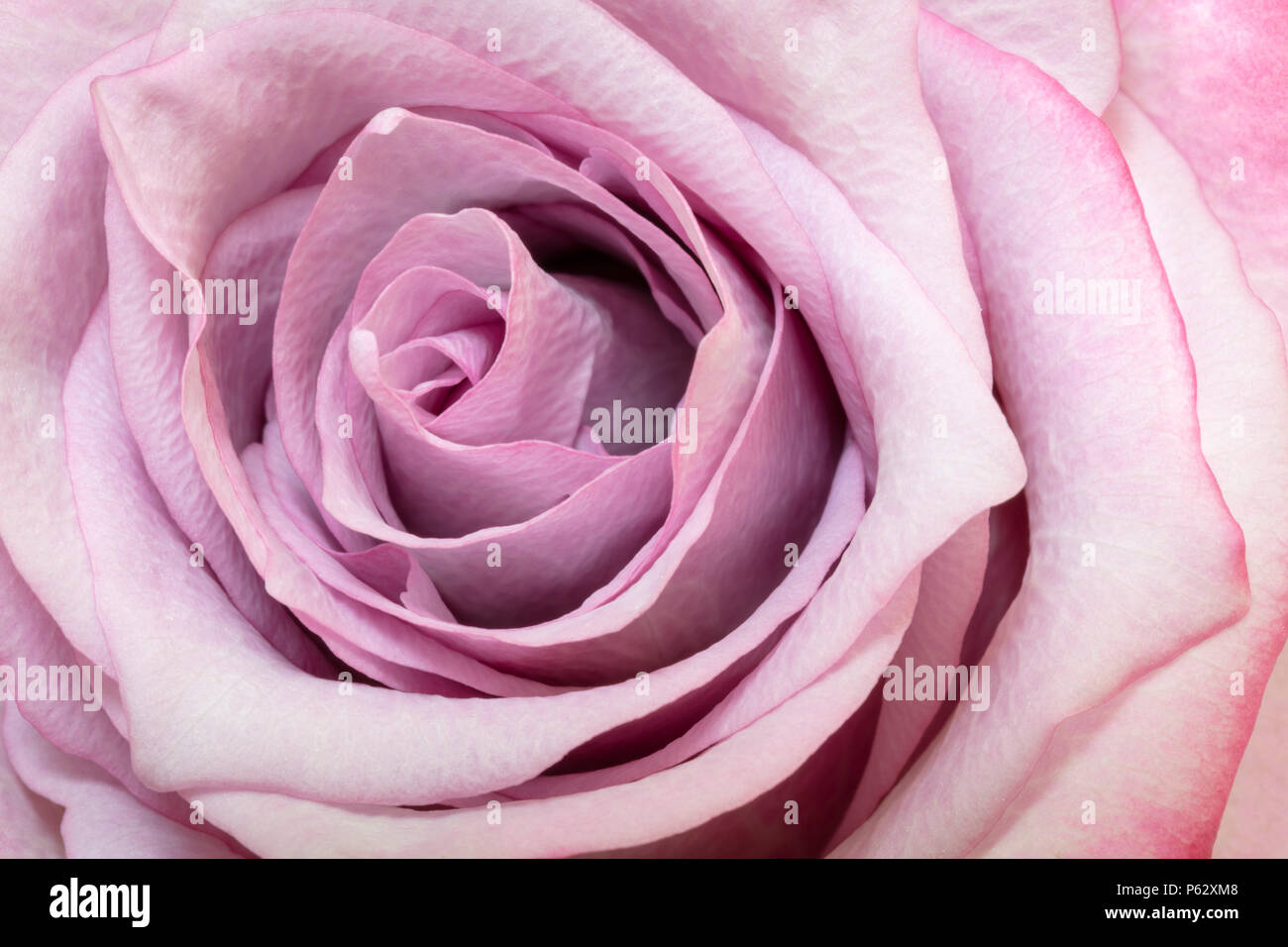 Soft macro close up hi-res stock photography and images - Alamy