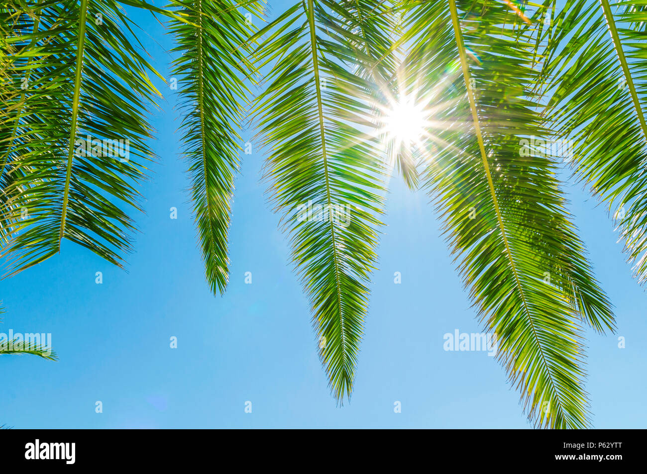 Green Palm tree in blue sky Stock Photo - Alamy