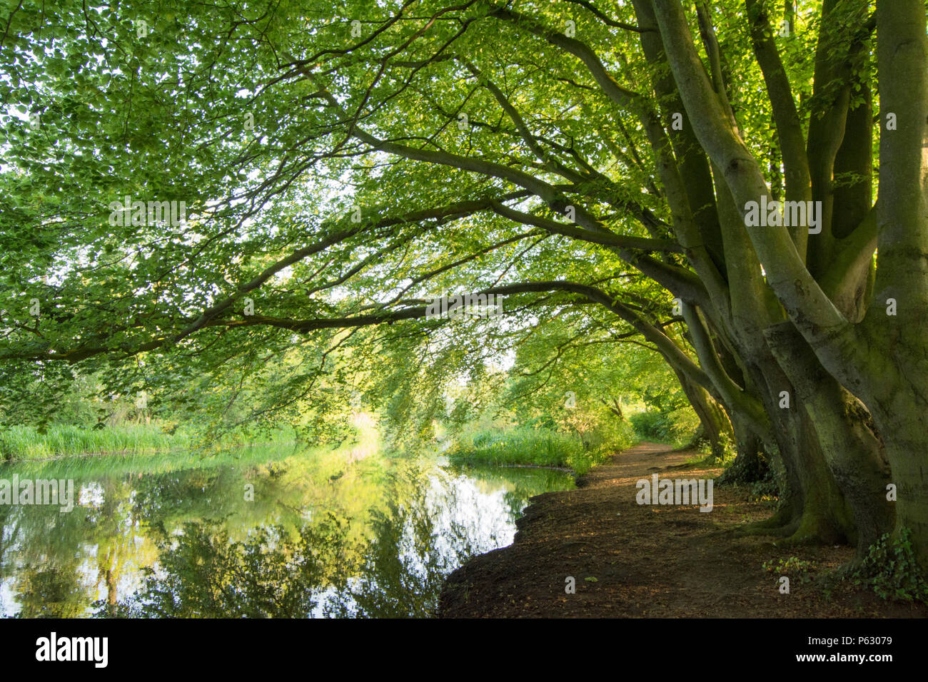 Row of Common Beech trees, Fagus sylvatica, beside the canal on the ...