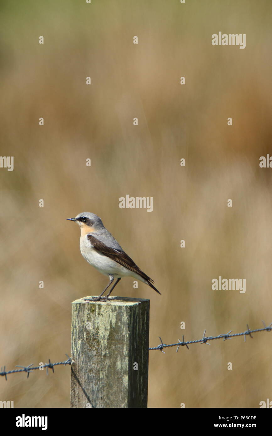 Rspb forsinard flows hi-res stock photography and images - Alamy