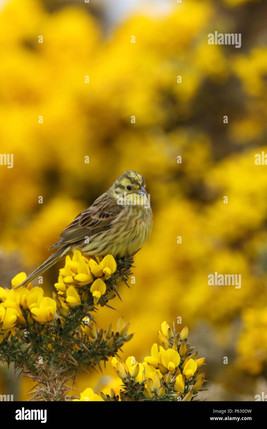 Yellow hammer bird hi-res stock photography and images - Alamy
