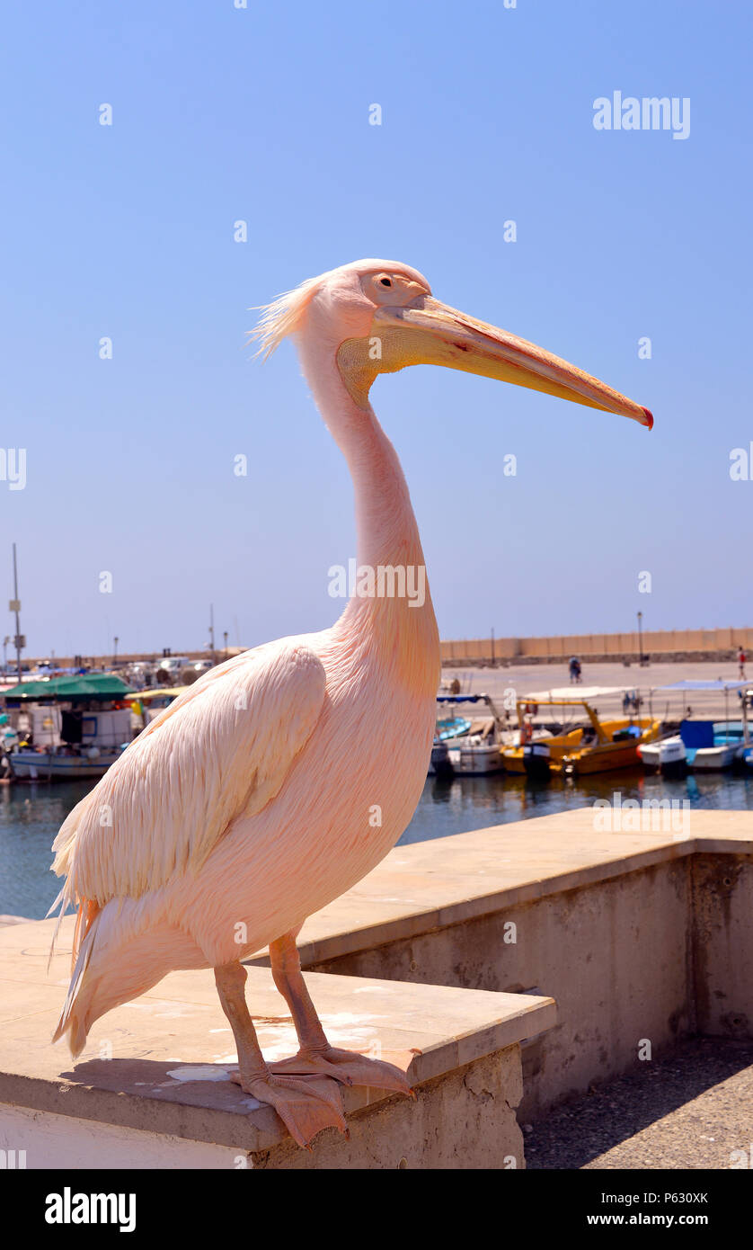 A Pink pelican is a regular visitor to Paphos Harbour in Cyprus Stock ...