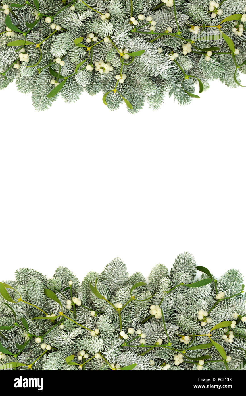 Winter and Christmas mistletoe with snow covered spruce pine border on ...