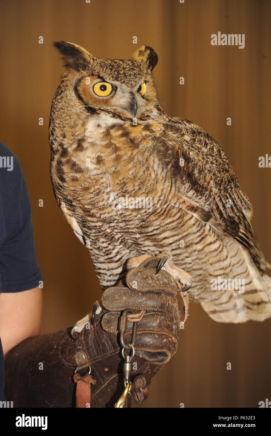 Catalina, the Great Horned Owl, rests on the hand of her handler ...