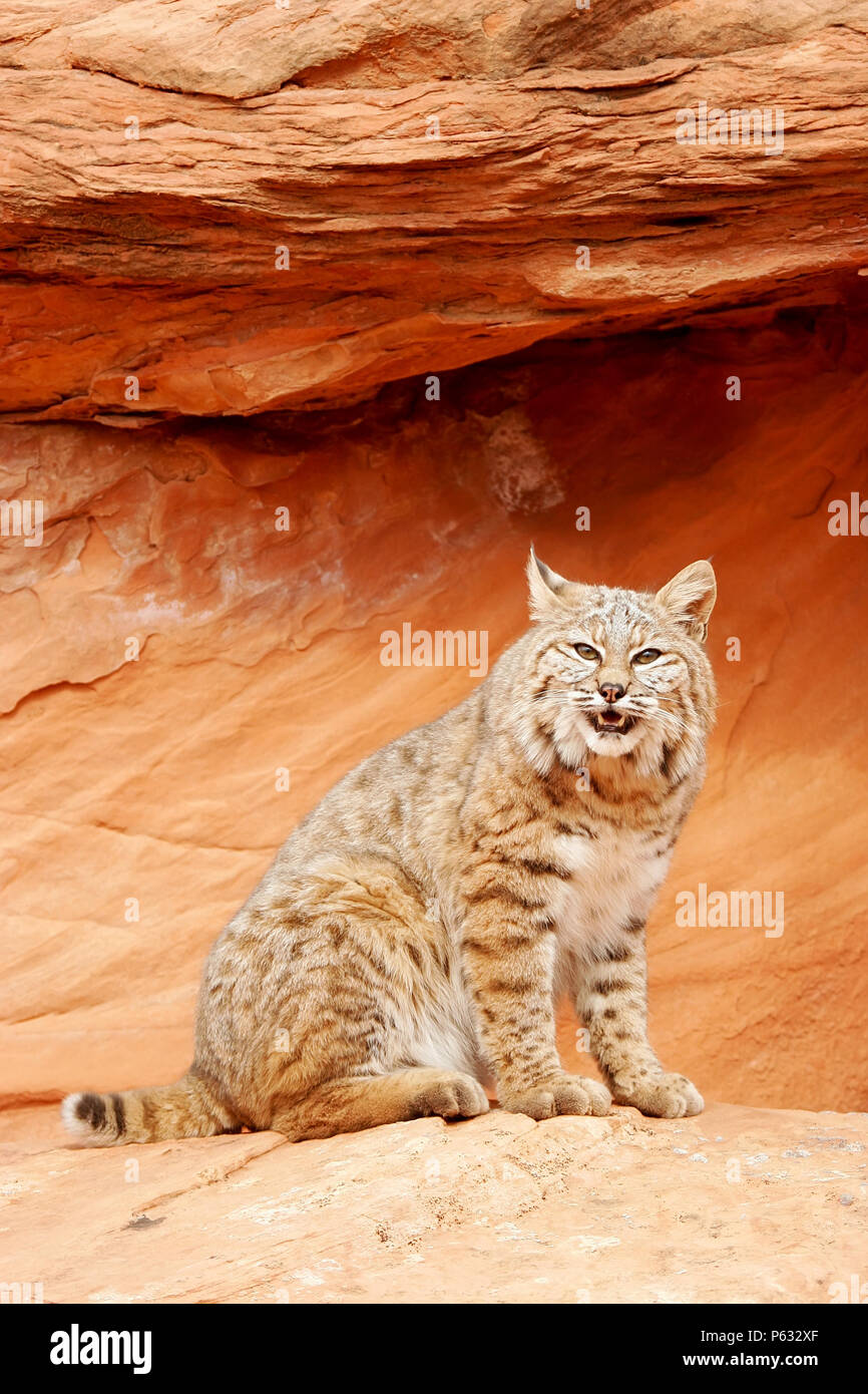 Bobcat (Lynx rufus) sitting on red rocks Stock Photo - Alamy
