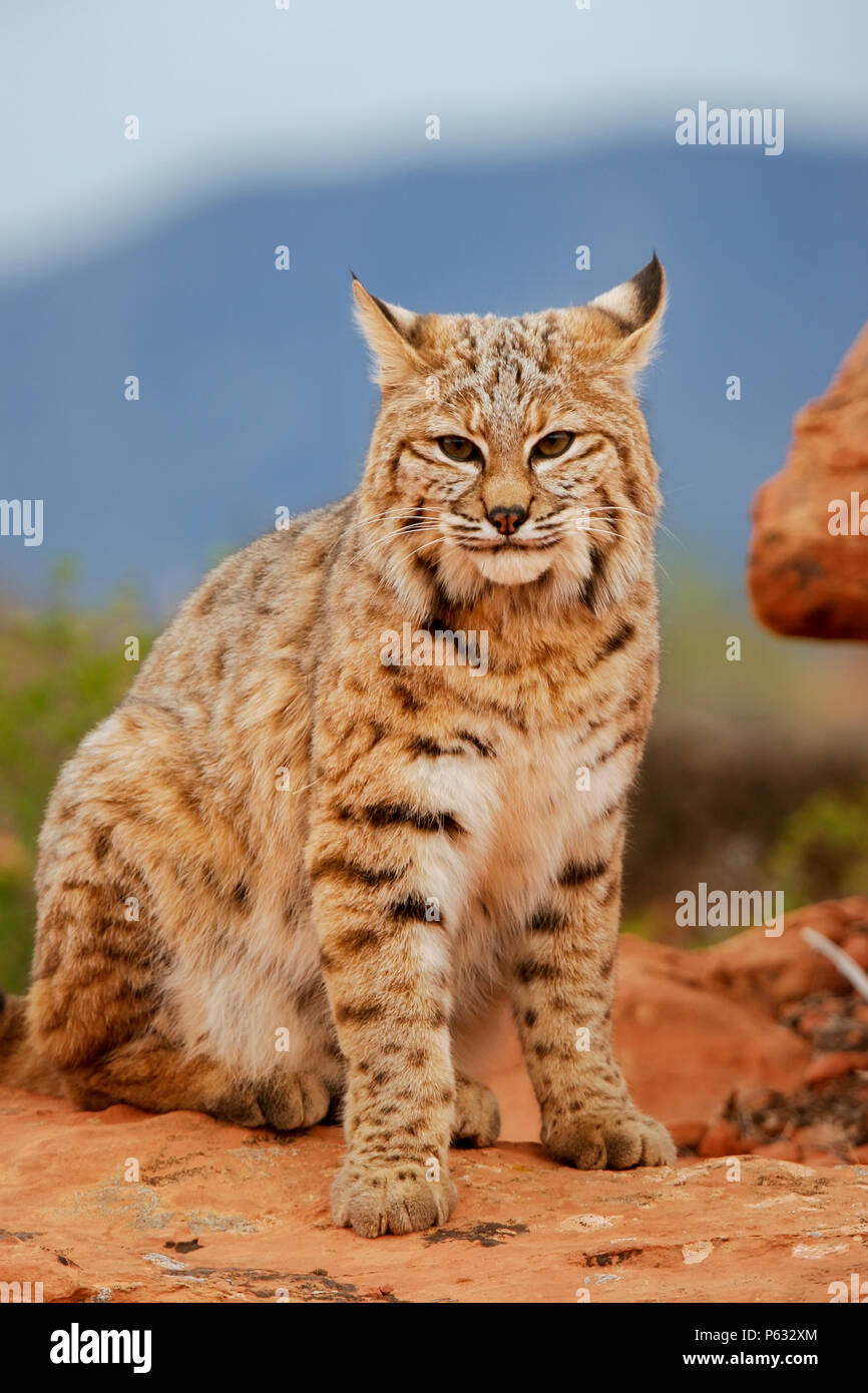 Bobcat (Lynx rufus) sitting on red rocks Stock Photo - Alamy