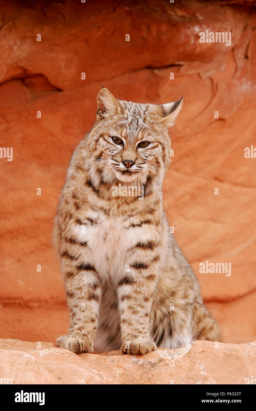 Adult lynx lynx lynx sitting on rock hi-res stock photography and ...