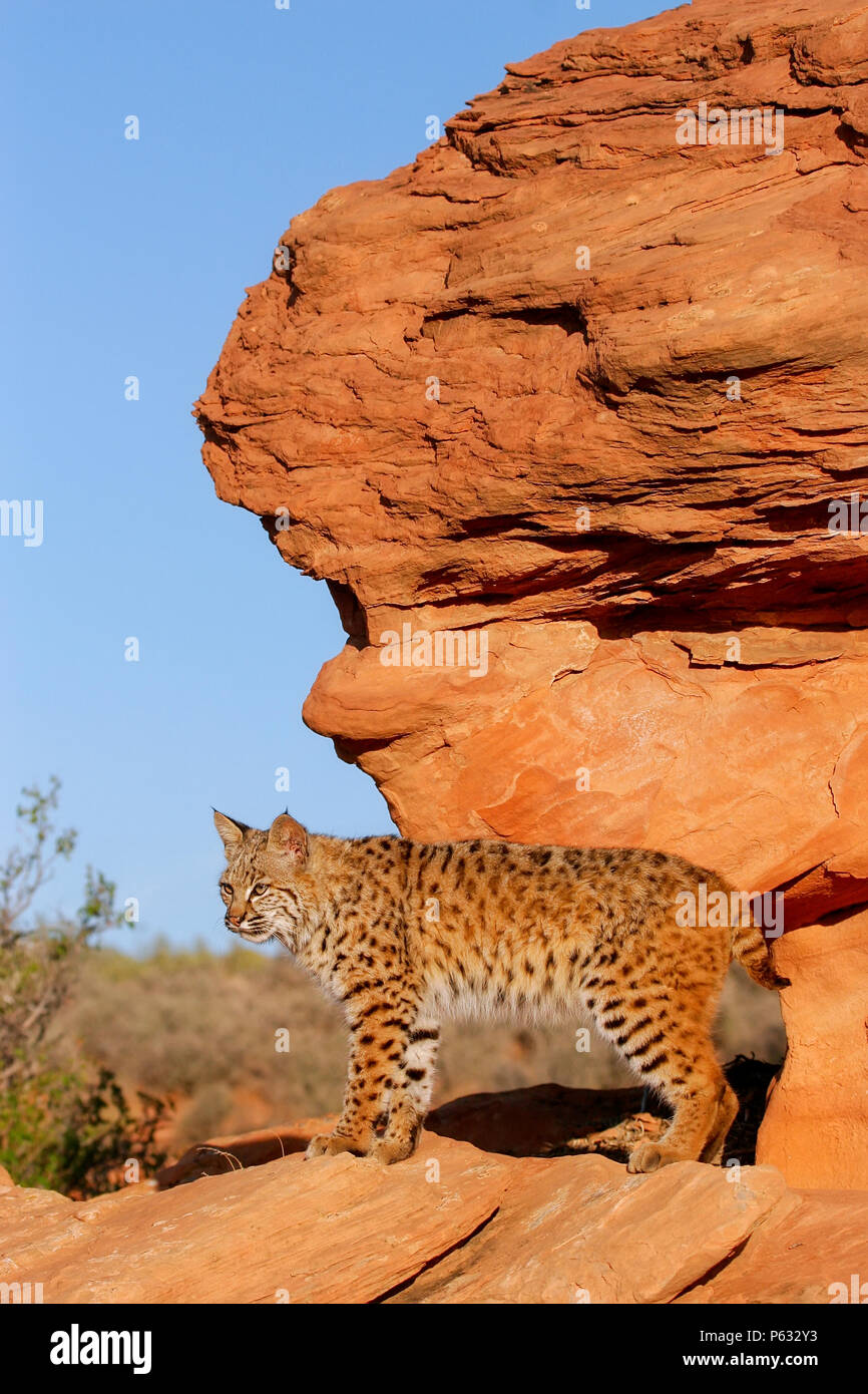 Bobcat standing hi-res stock photography and images - Alamy
