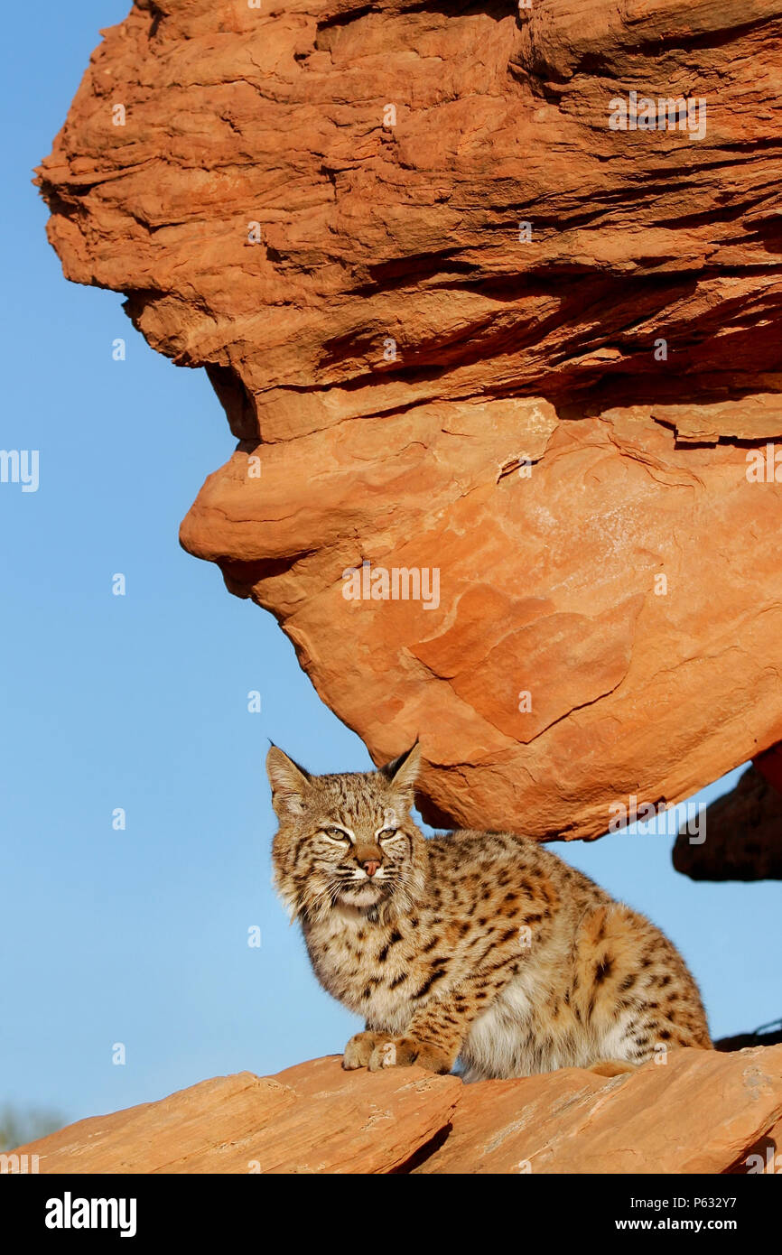 Bobcat (Lynx rufus) sitting on red rocks Stock Photo - Alamy