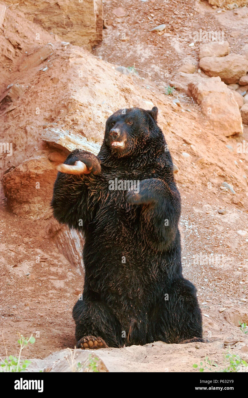 American black bear stick hi-res stock photography and images - Alamy