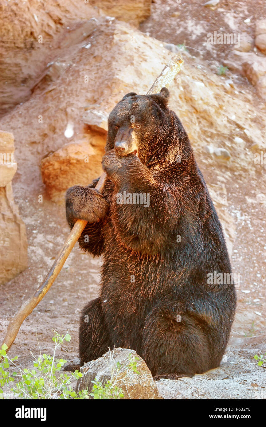 American black bear stick hi-res stock photography and images - Alamy