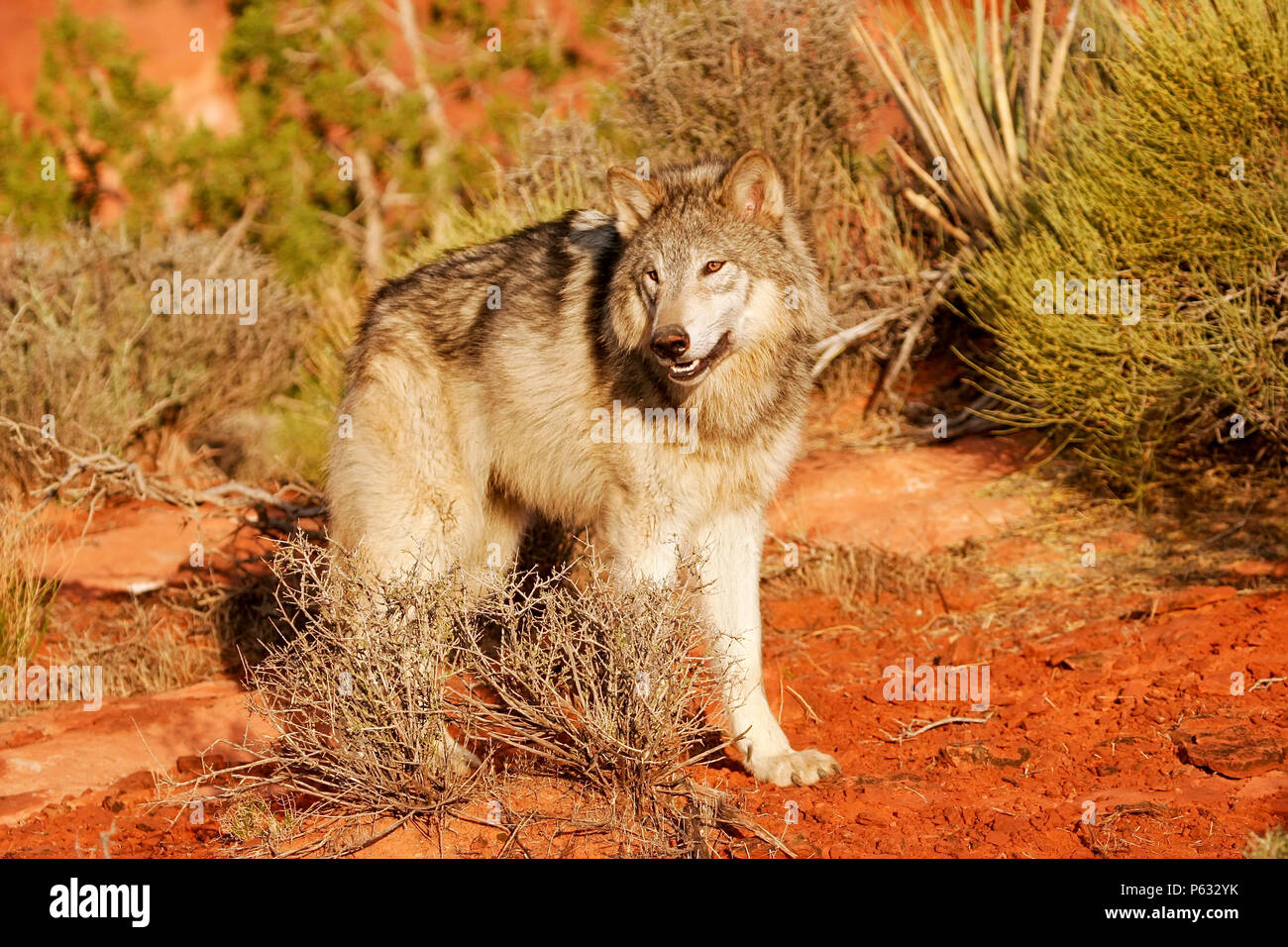 Gray wolf (Canis lupus) in a desert with red rock formations Stock ...