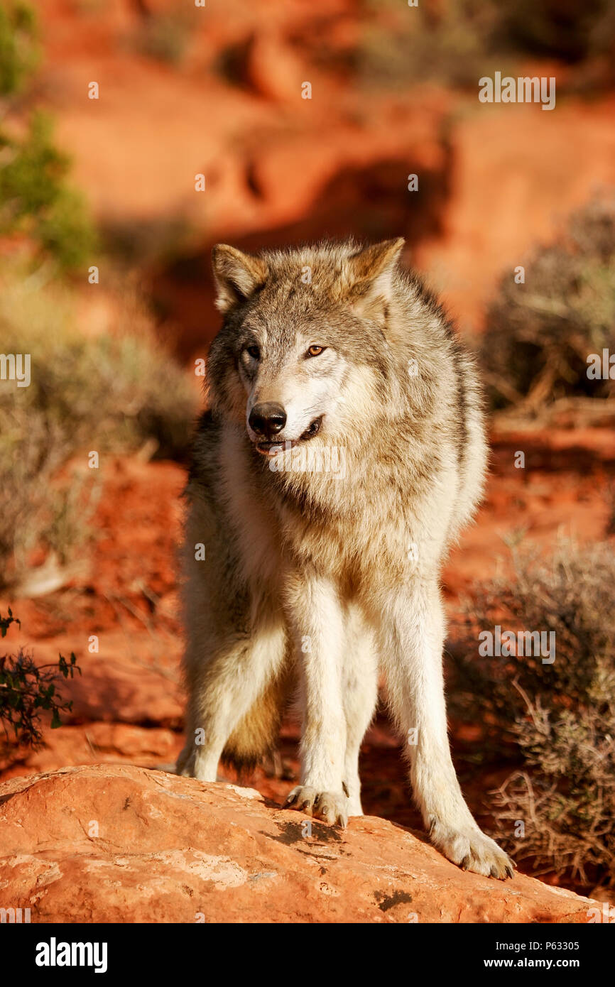Gray wolf (Canis lupus) in a desert with red rock formations Stock ...