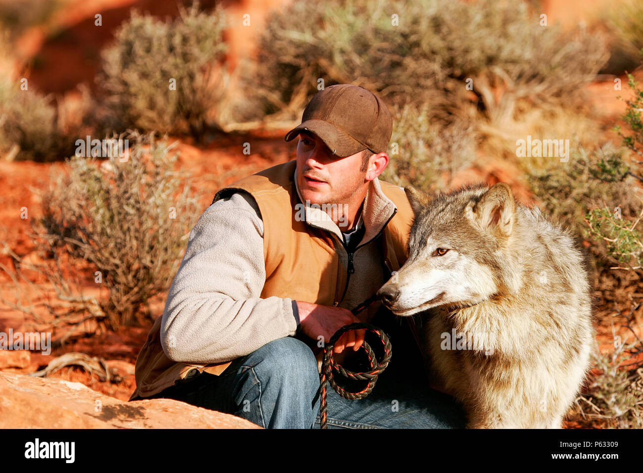 Gray wolf (Canis lupus) with an animal trainer Stock Photo - Alamy