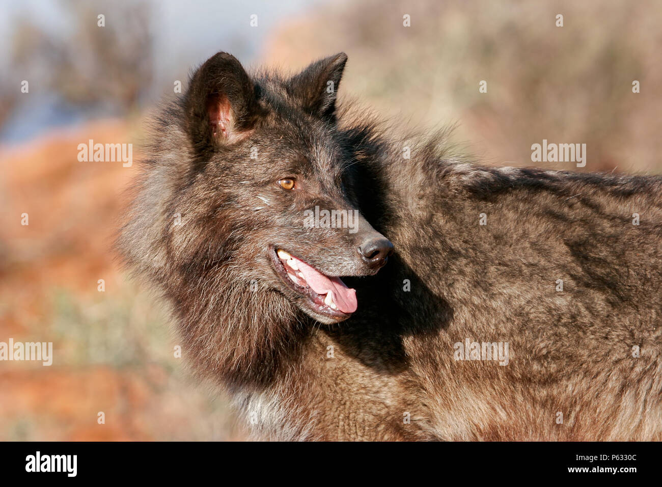 Portrait of Gray wolf (Canis lupus) in a desert setting Stock Photo - Alamy