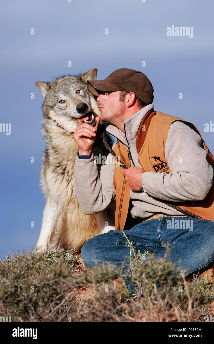 Gray wolf (Canis lupus) with an animal trainer Stock Photo - Alamy