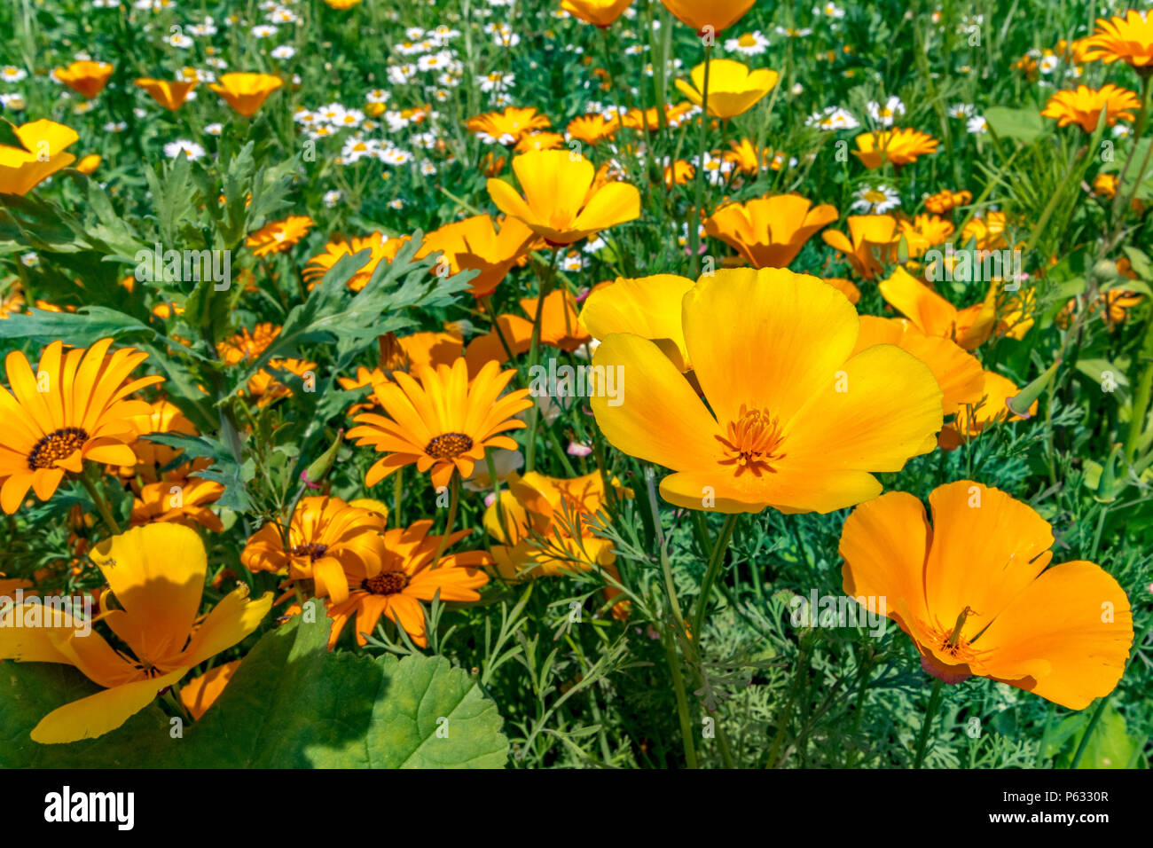 Daisy South African Orange Daisy High Resolution Stock Photography and ...