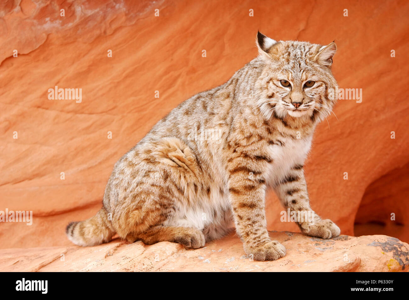 Bobcat (Lynx rufus) sitting on red rocks Stock Photo - Alamy