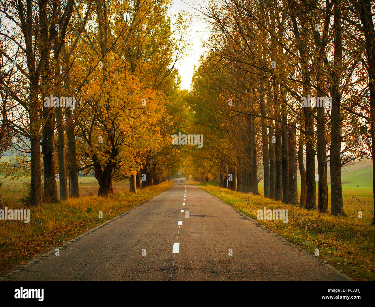 Autumn scenery with straight asphalt road and trees with orange and ...
