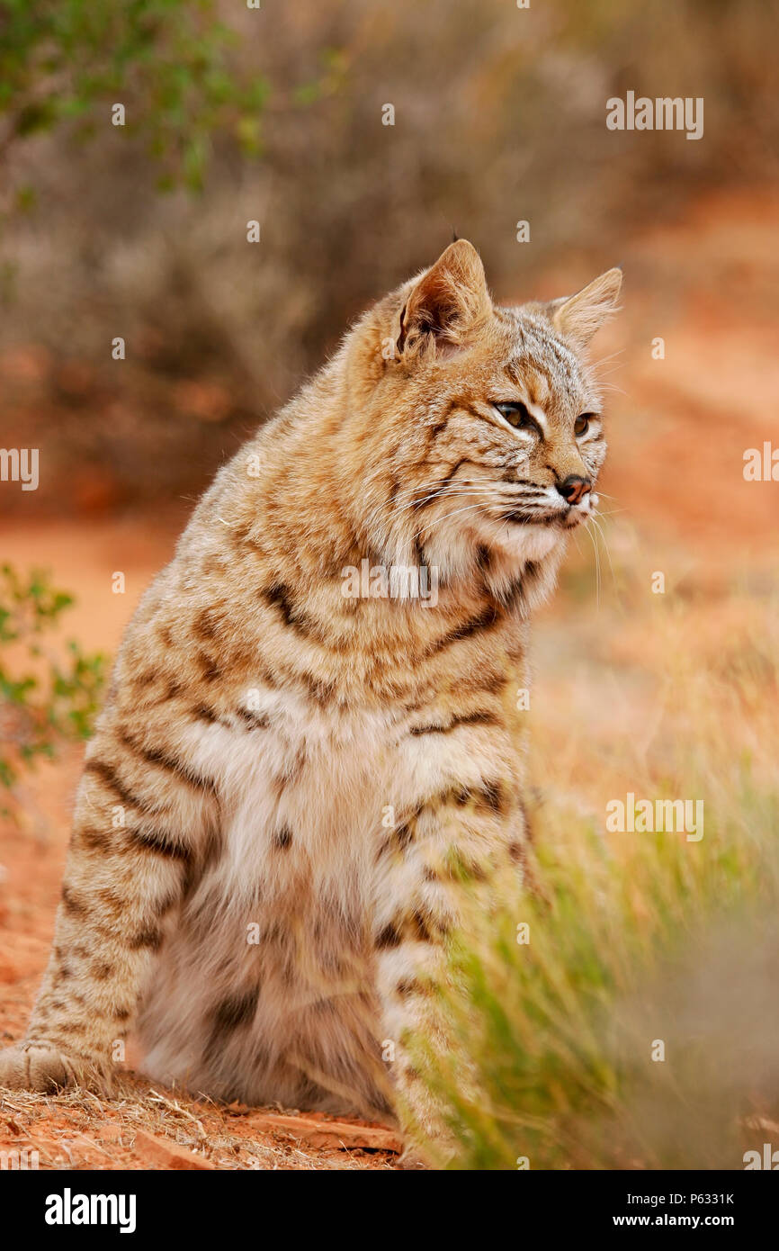 Bobcat (Lynx rufus) sitting in a desert Stock Photo - Alamy