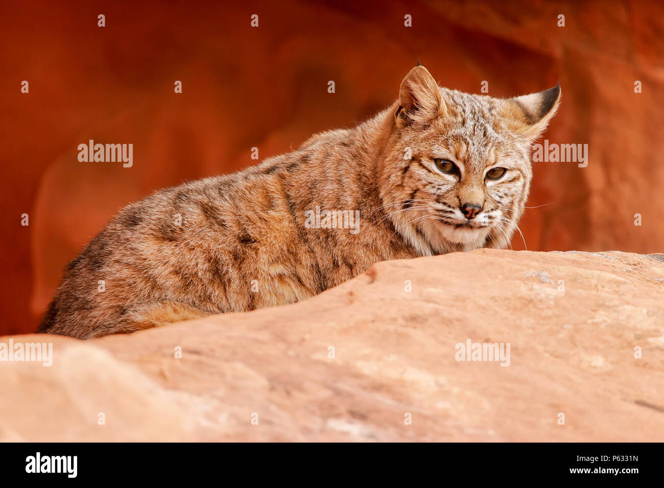 Bobcat (Lynx rufus) sitting on red rocks Stock Photo - Alamy