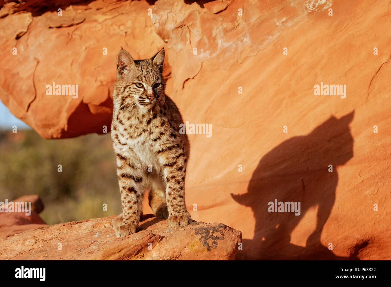 Desert lynx hi-res stock photography and images - Alamy
