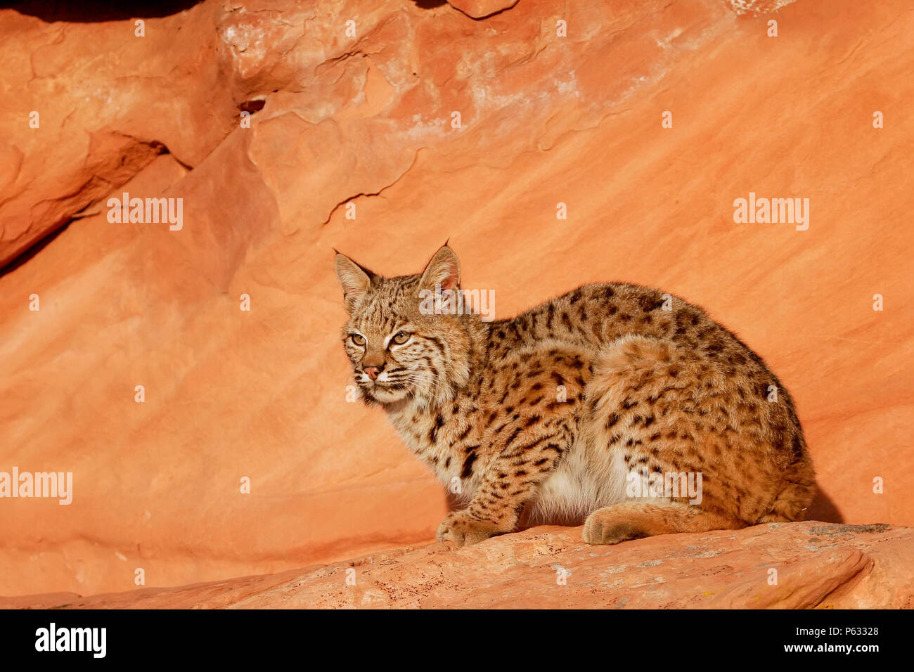 Adult Lynx Lynx Lynx Sitting On Rock High Resolution Stock Photography ...
