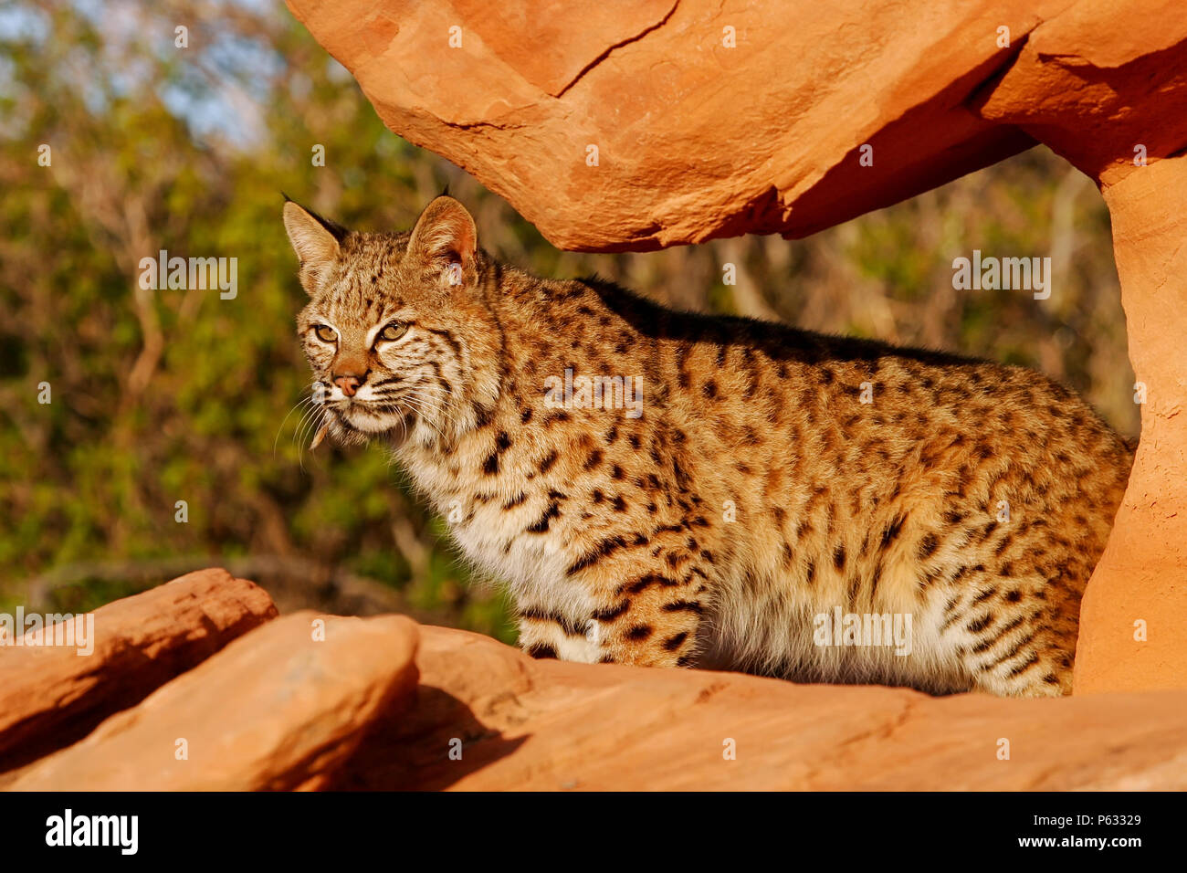 Desert lynx hi-res stock photography and images - Alamy