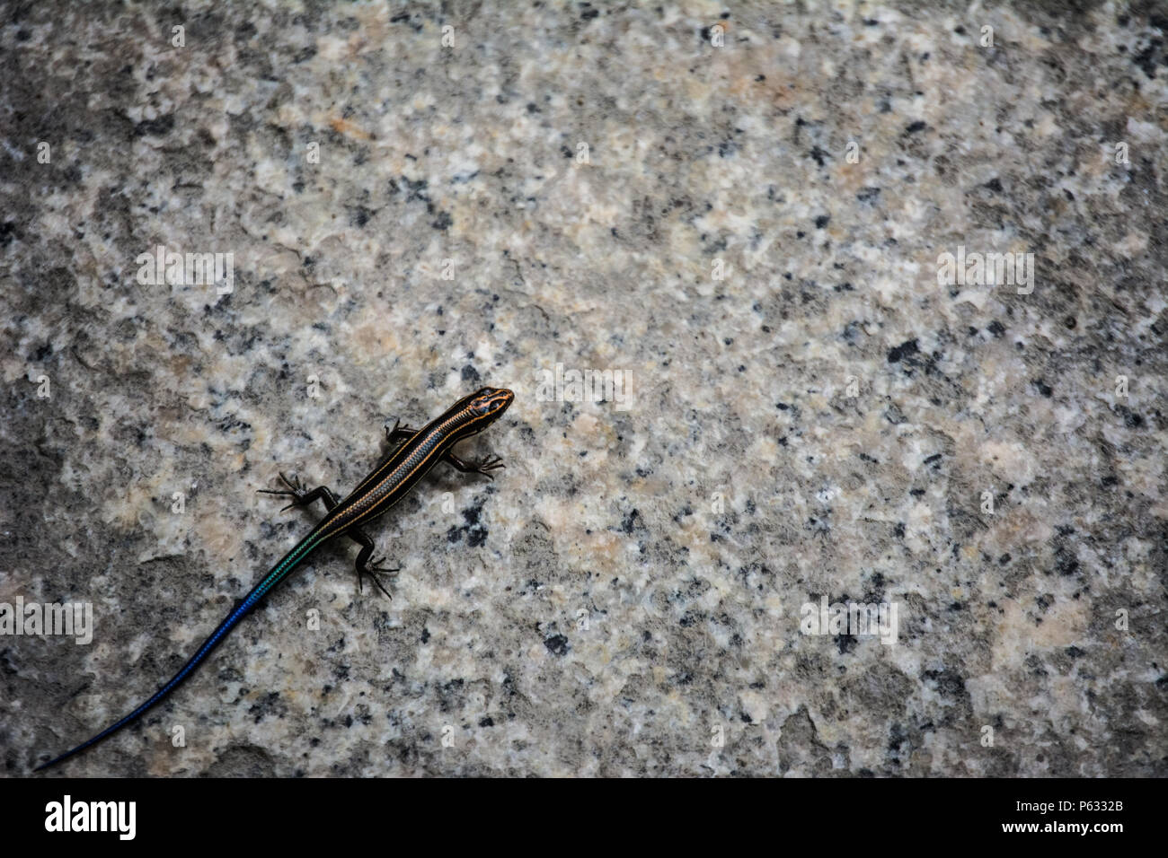 Japan lizards hi-res stock photography and images - Alamy
