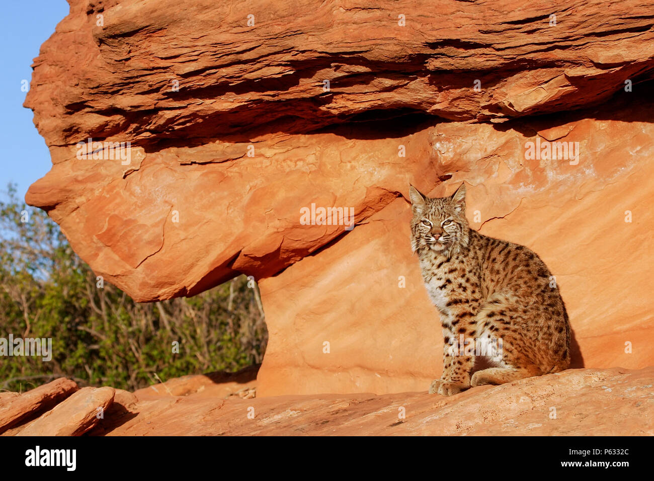 Adult Lynx Lynx Lynx Sitting On Rock High Resolution Stock Photography ...