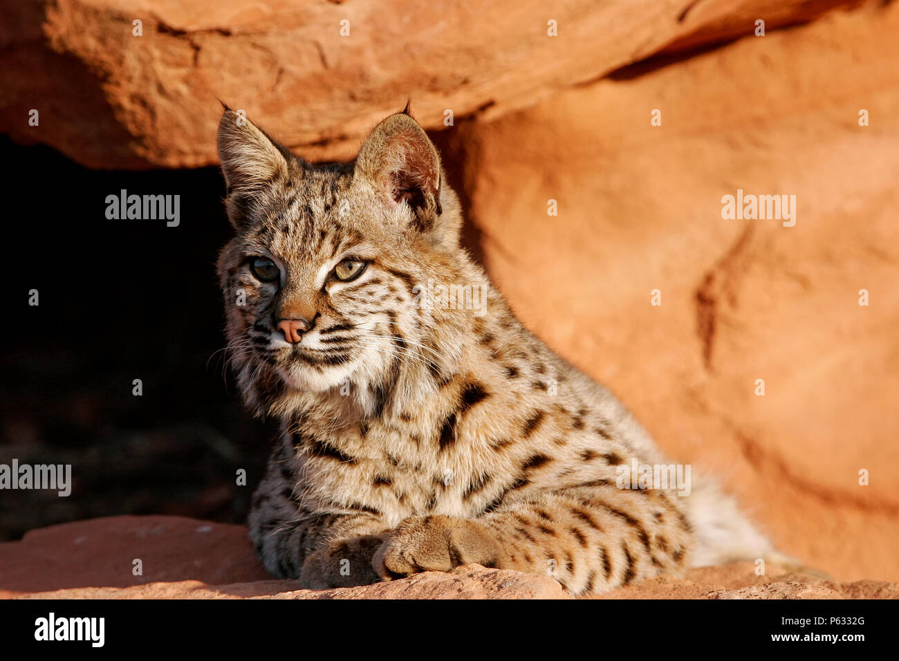 Desert lynx close up hi-res stock photography and images - Alamy