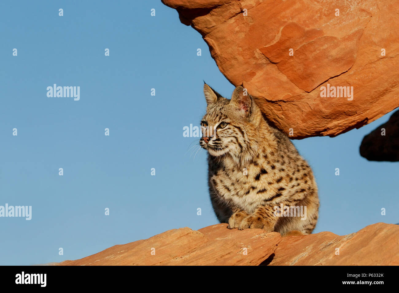 Bobcat (Lynx rufus) sitting on red rocks Stock Photo - Alamy