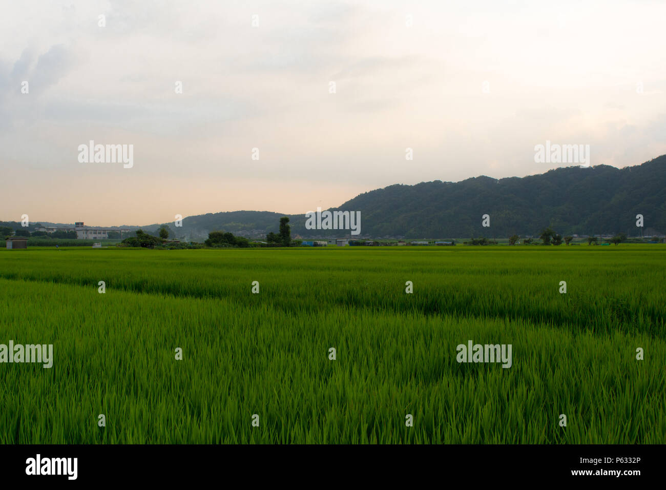 Rice paddy field japan farming hi-res stock photography and images - Alamy