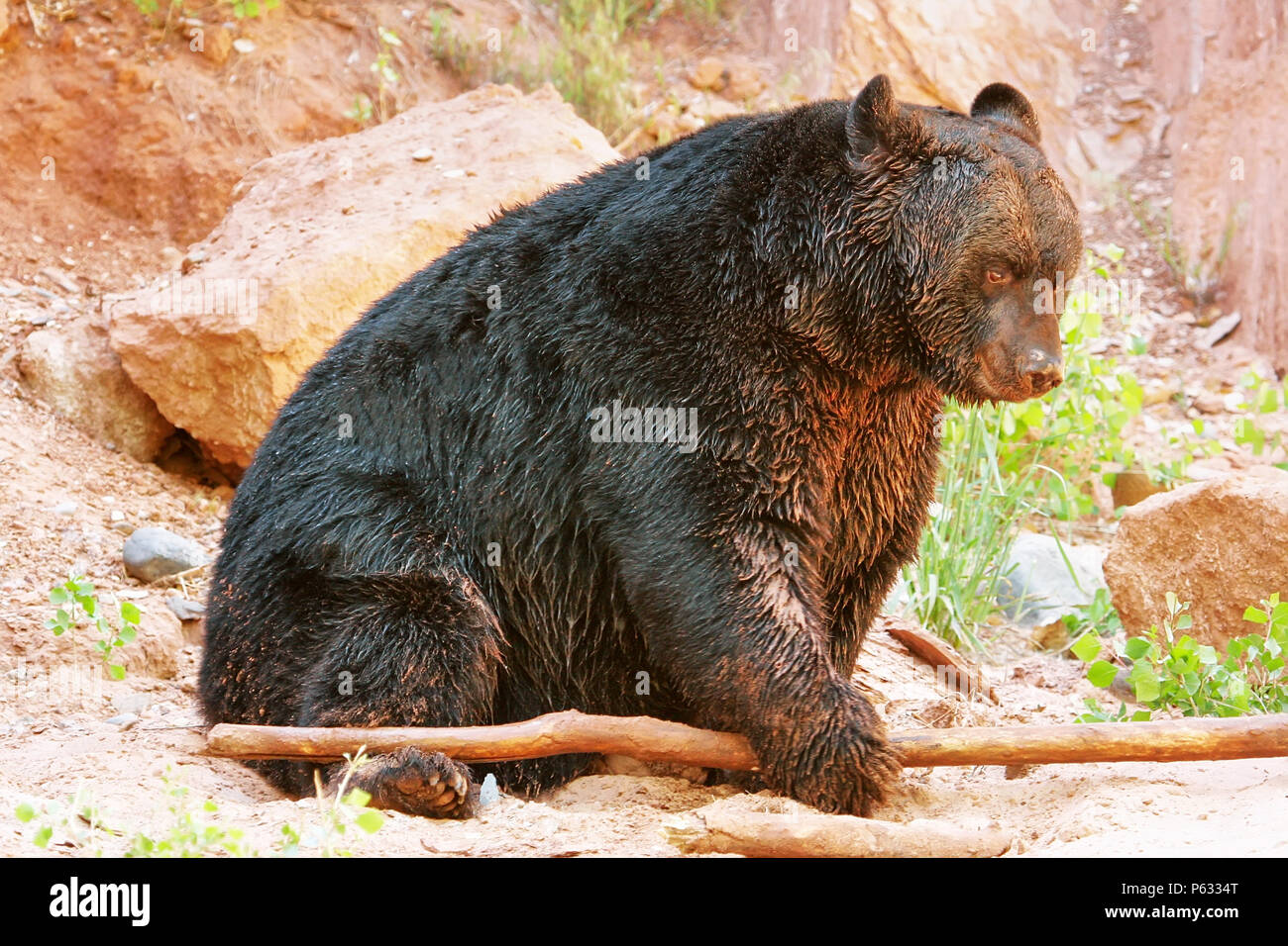American black bear stick hi-res stock photography and images - Alamy