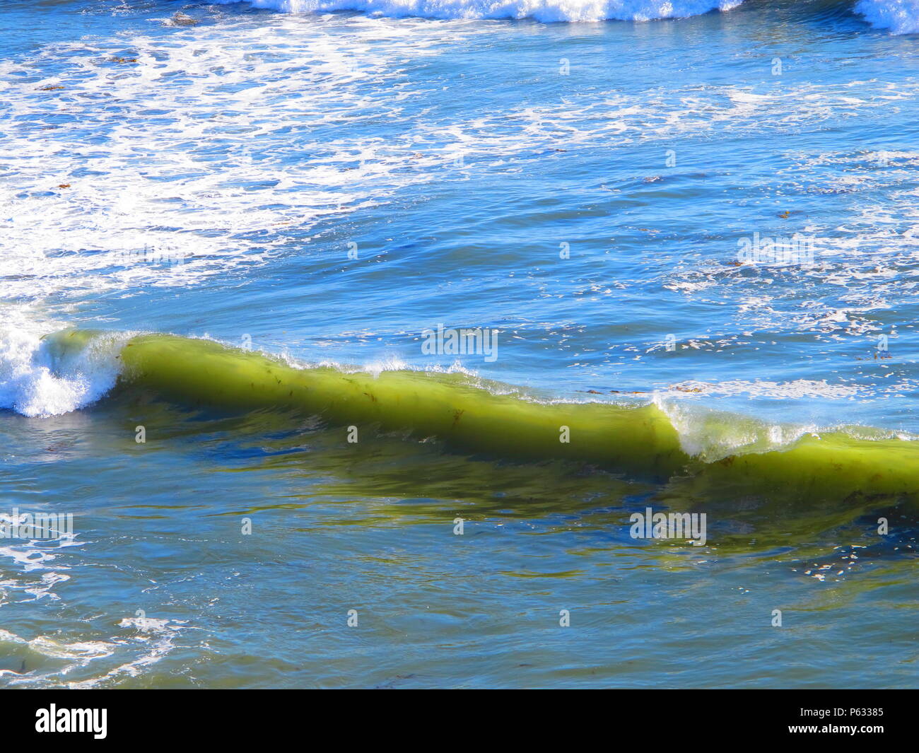 Breaking Ocean Wave with Floating Seaweed Debris Stock Photo - Alamy