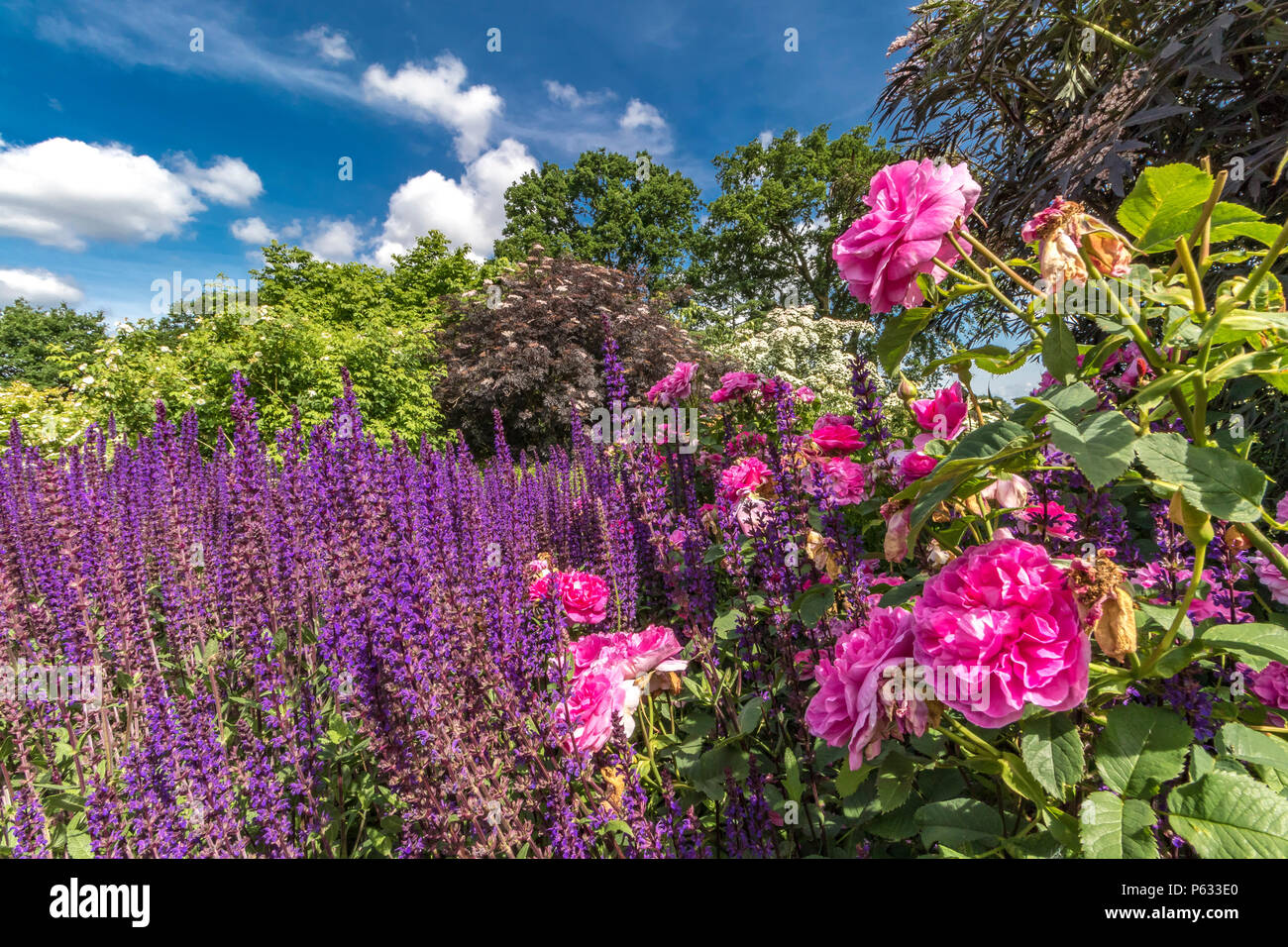 Salvia caradonna roses hi-res stock photography and images - Alamy