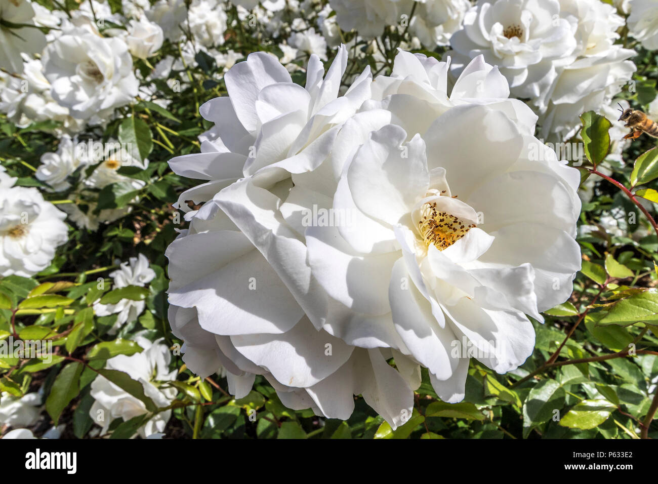 White rose Rosa 'Iceberg' Korbin a floribunda rose with clusters of ...