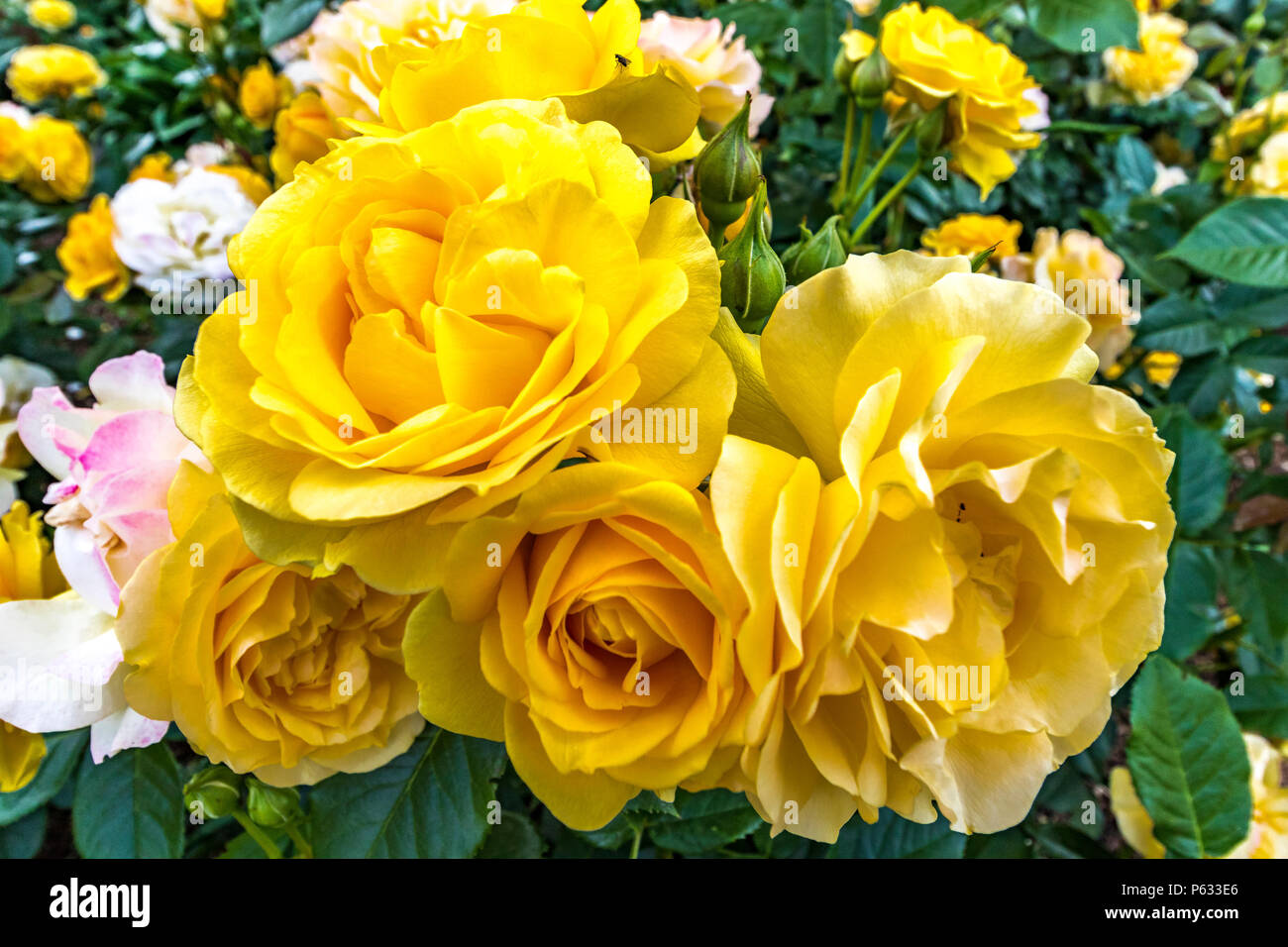 Yellow rose ,Rosa 'Absolutely Fabulous' Wekvossutono , a floribunda ...