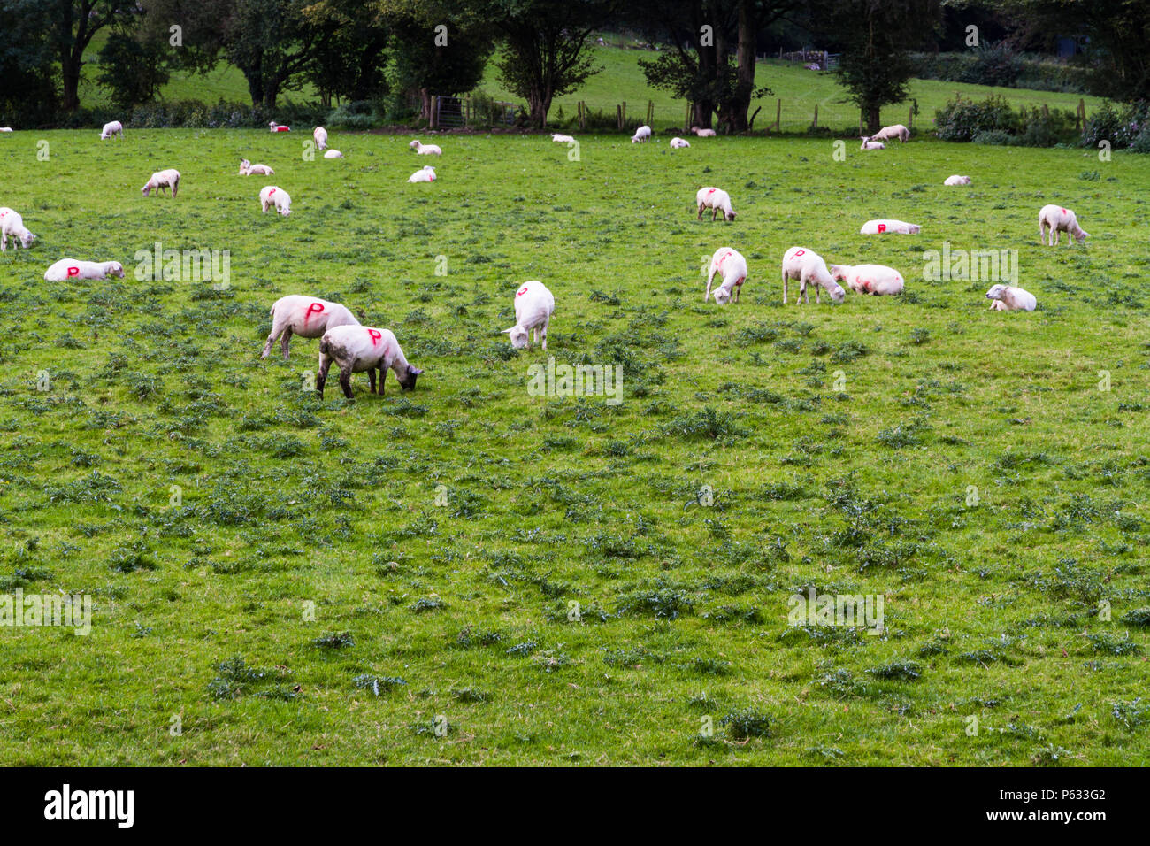 Stamped field hi-res stock photography and images - Alamy