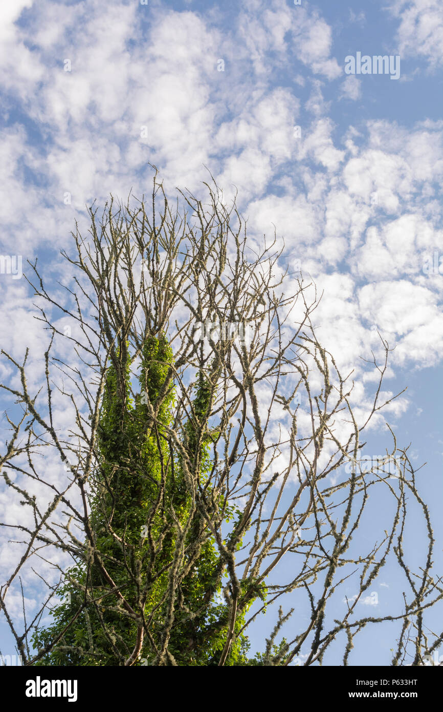 Dead tree covered with Common Ivy - Hedera helix set against blue ...