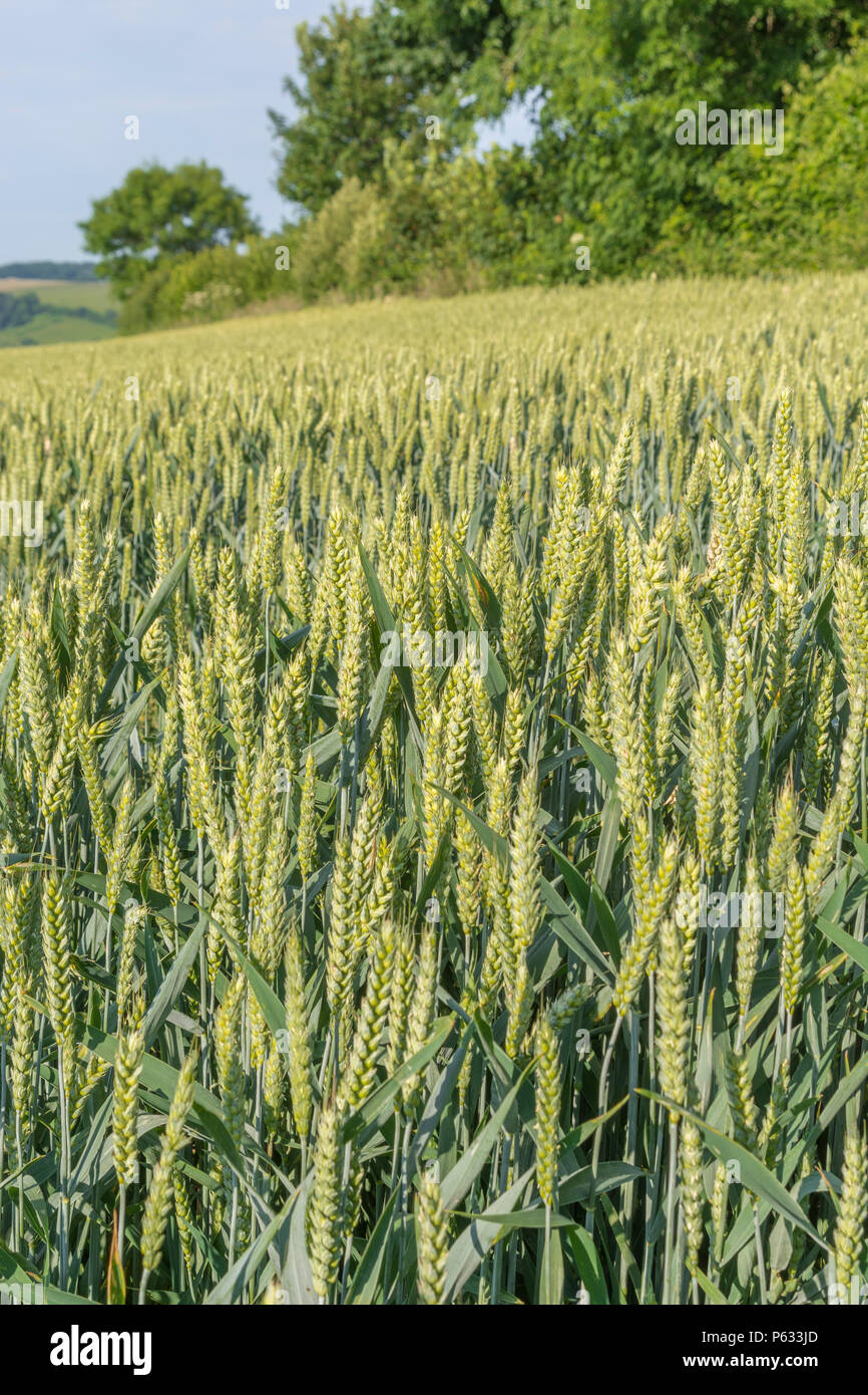 Food Crops Wheat