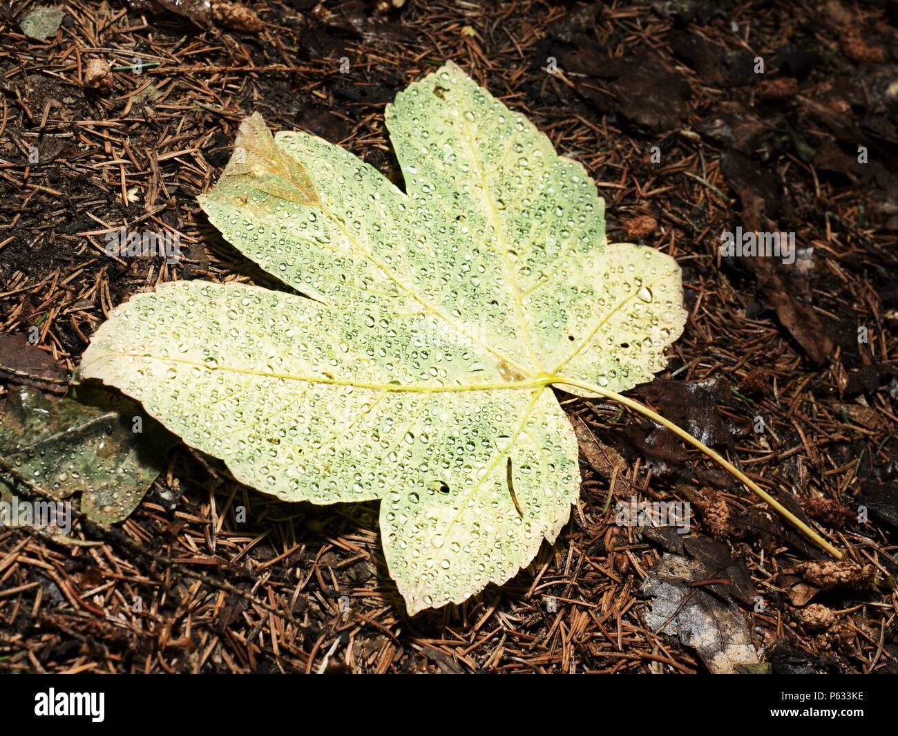 Fallen maple leaf covered with big rain drops. Leaf on the needles ...
