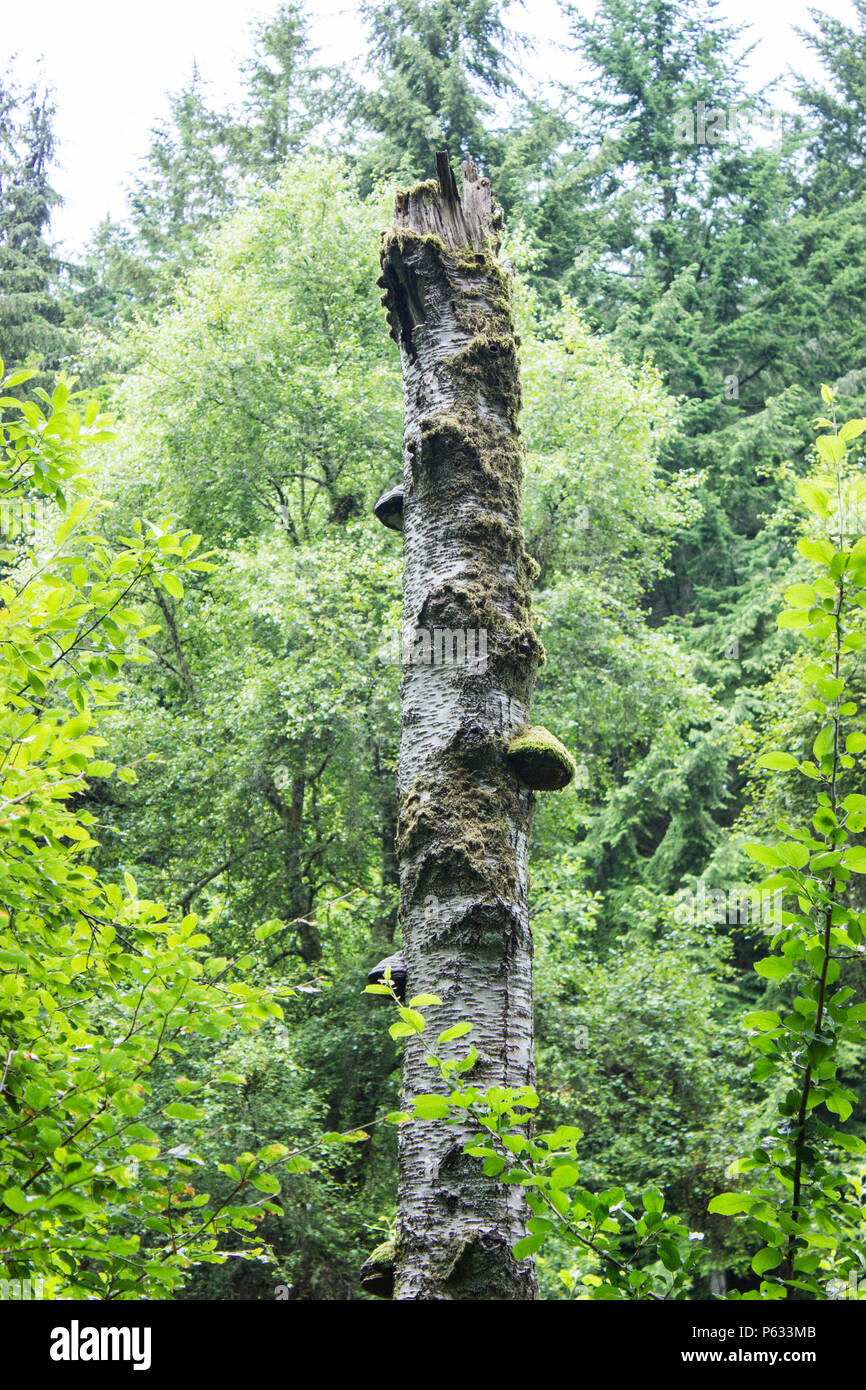 Tree in the center of a forest Stock Photo - Alamy
