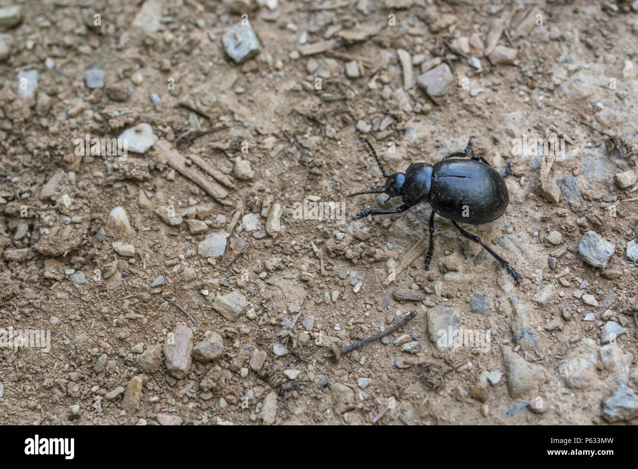 Big black beetle (appx. 2 cm long) on parched soil. Actually a Bloody ...