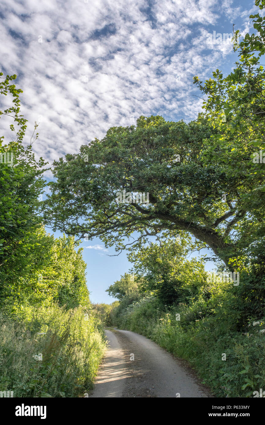 Overhanging Tree High Resolution Stock Photography and Images - Alamy