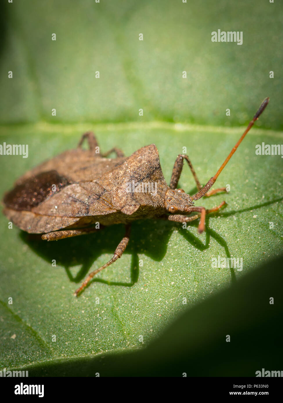 A dock bug (Coreus marginatus, Coreidae) sitting on a green leaf Stock ...