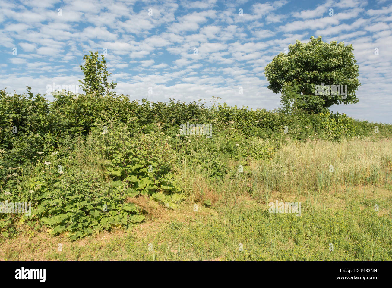 Natural field hedgerow with two bushy specimens of Greater Burdock ...