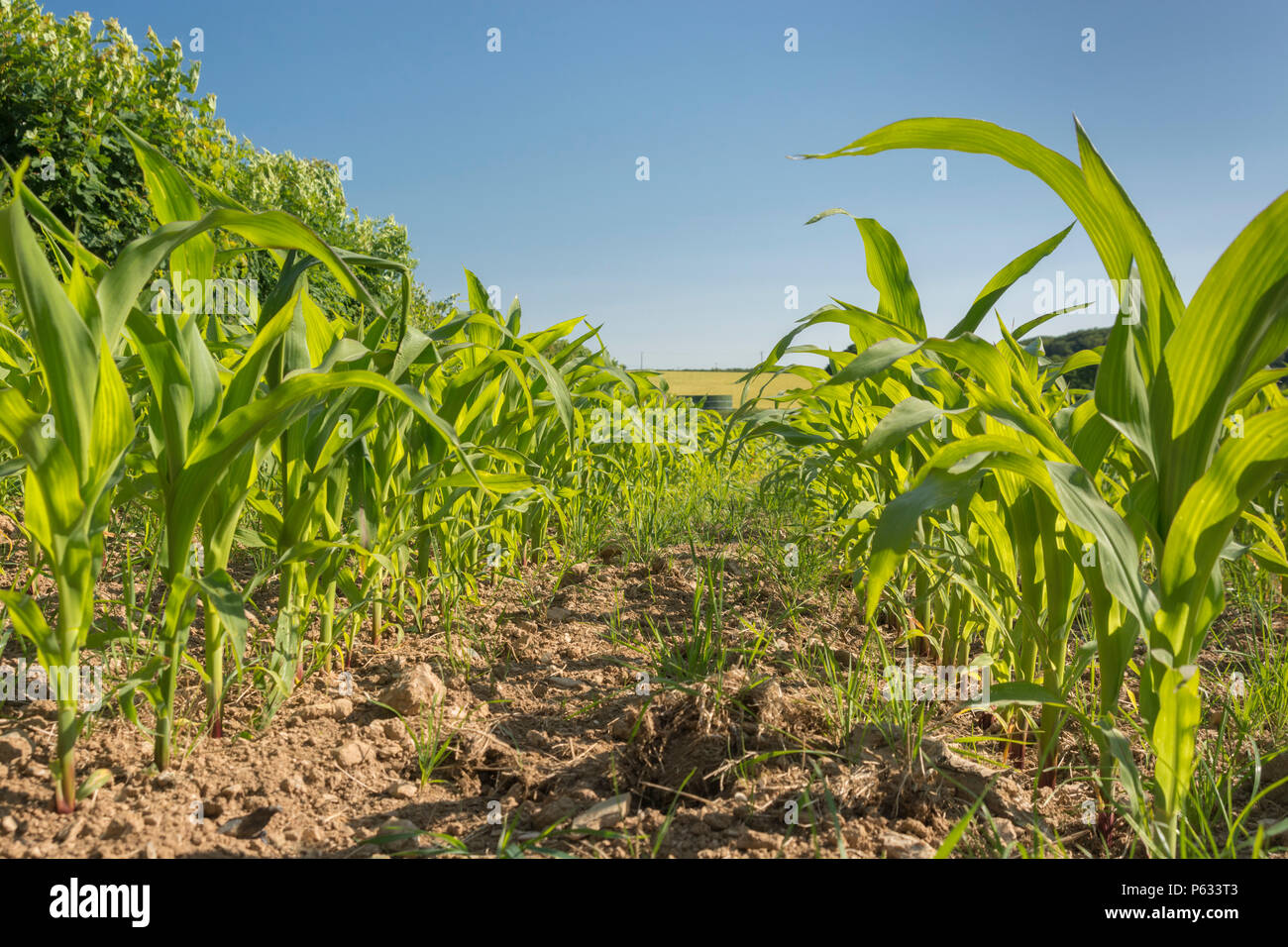 Young maize corn/ Sweetcorn / Zea mays crop growing in field with blue ...